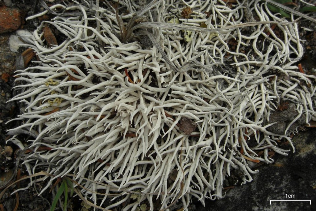 The Whiteworm Lichen
